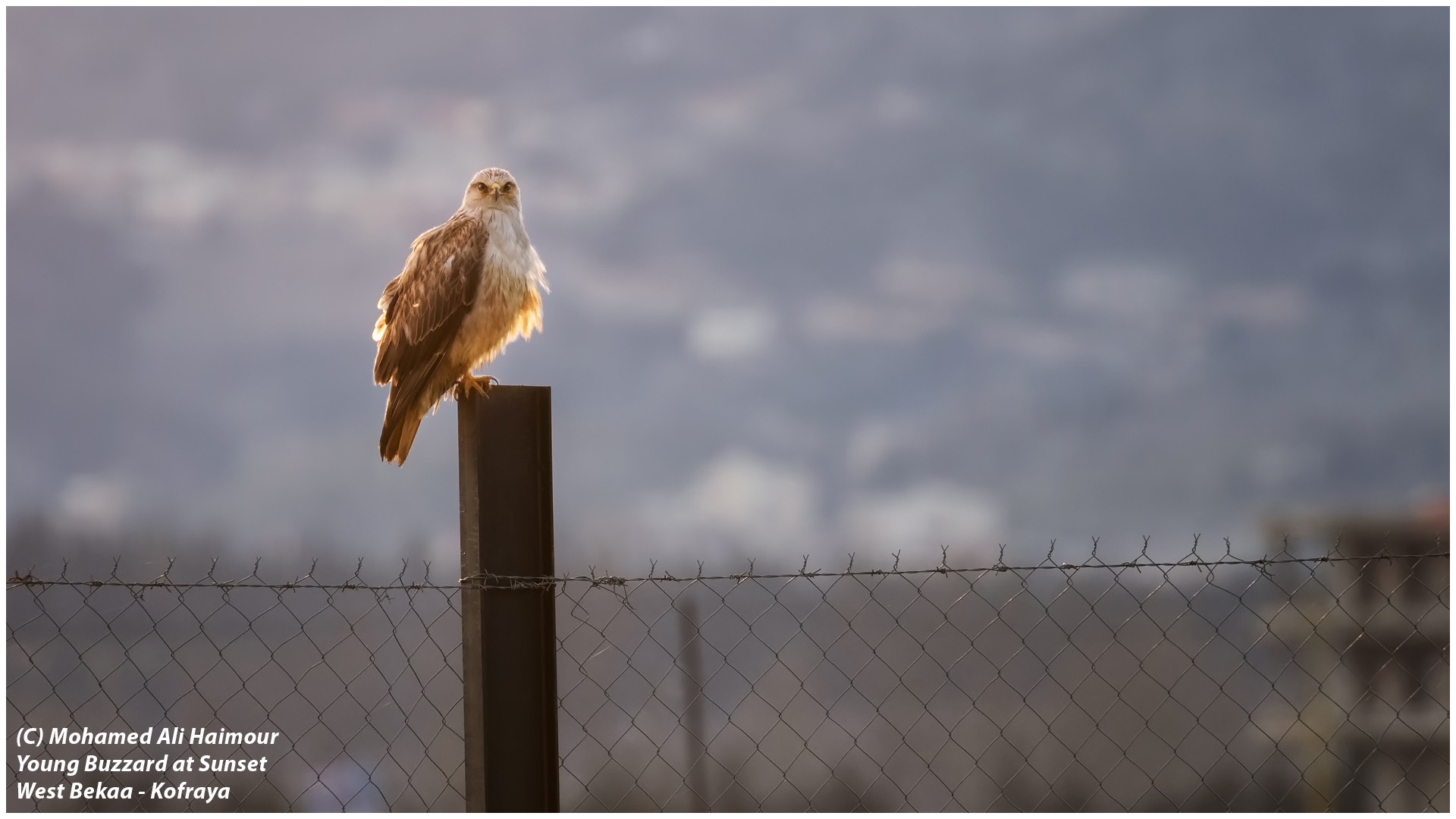 Lebanese Birds Captured In Ways You’ve Never Seen Before | Society for ...