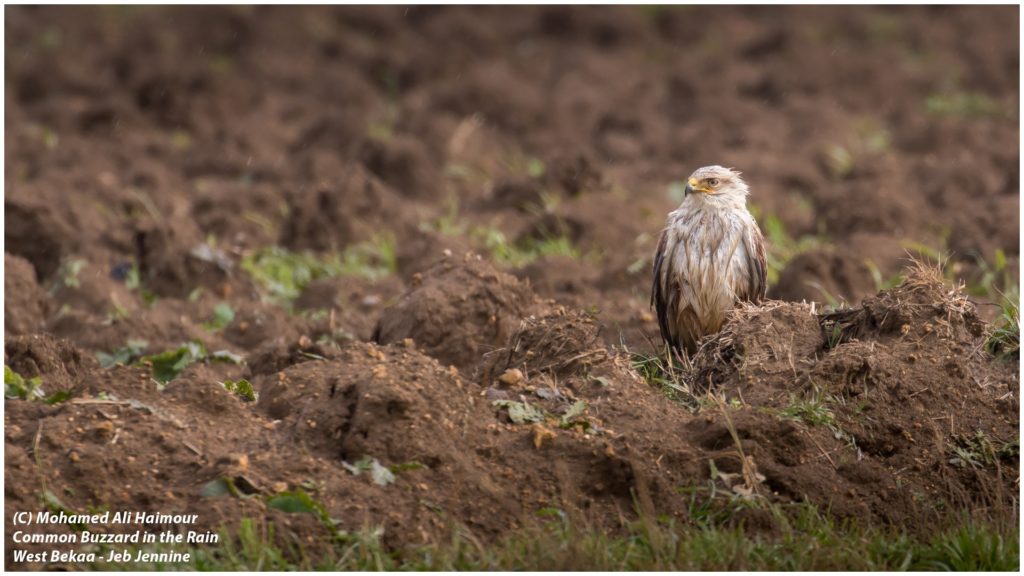 Lebanese Birds Captured In Ways You’ve Never Seen Before | Society for ...