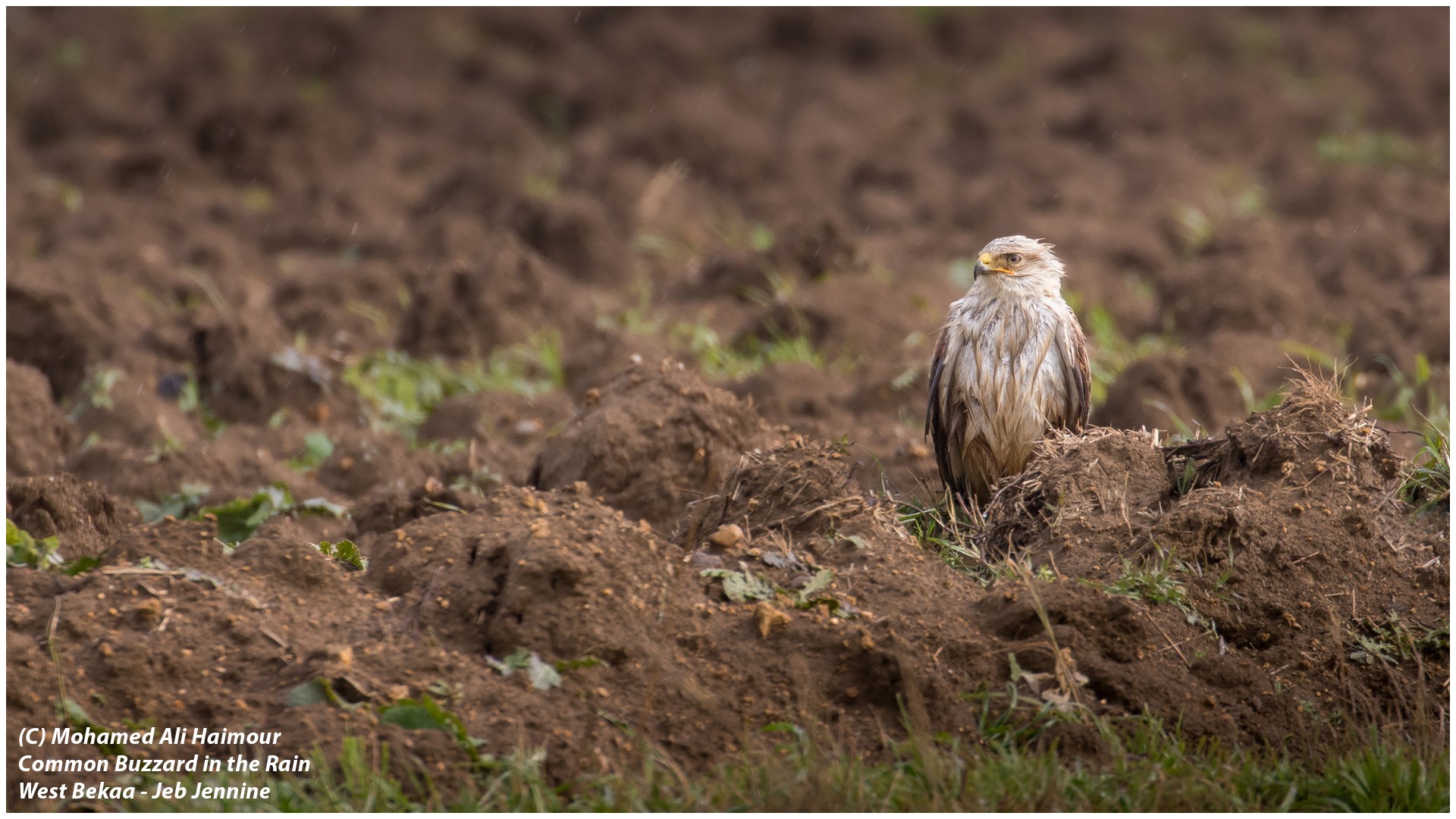Lebanese Birds Captured In Ways You’ve Never Seen Before | Society for ...