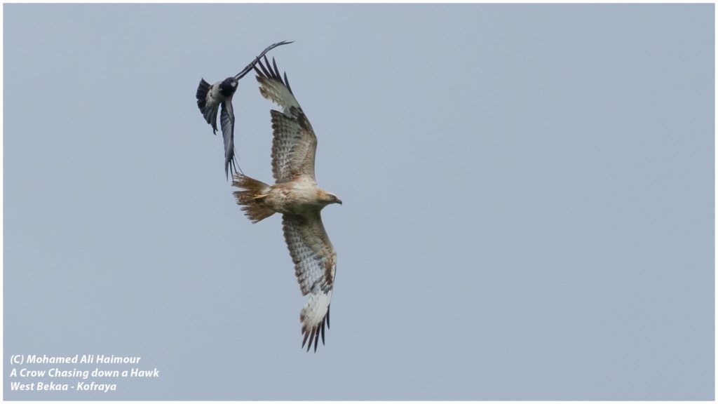 Lebanese Birds Captured In Ways You’ve Never Seen Before | Society for ...