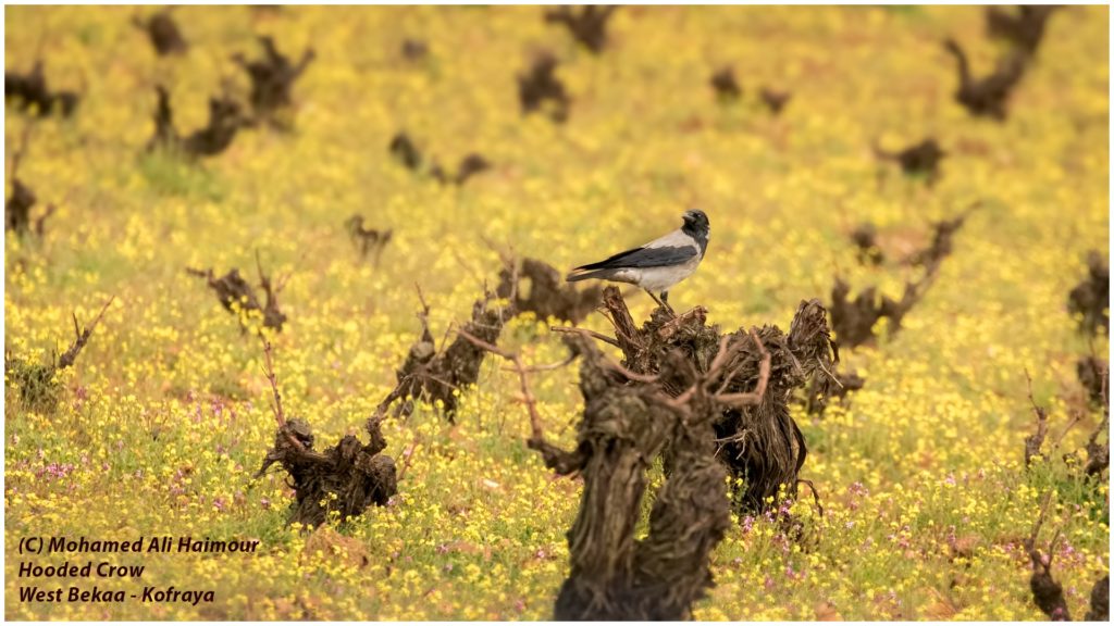Lebanese Birds Captured In Ways You’ve Never Seen Before | Society for ...