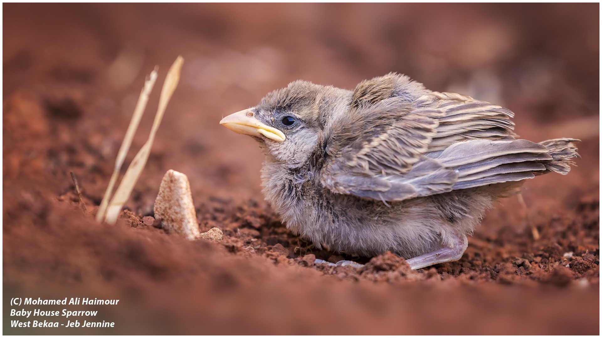 Lebanese Birds Captured In Ways You’ve Never Seen Before | Society for ...