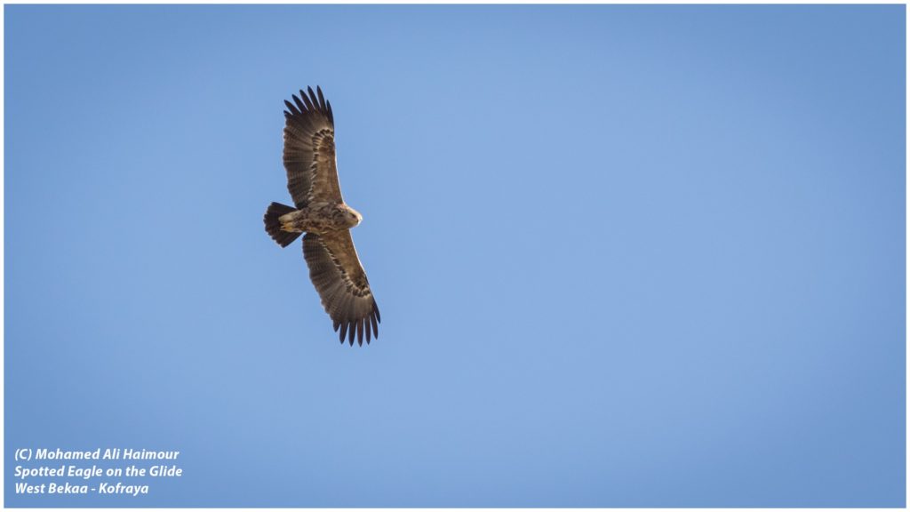 Lebanese Birds Captured In Ways You’ve Never Seen Before | Society for ...
