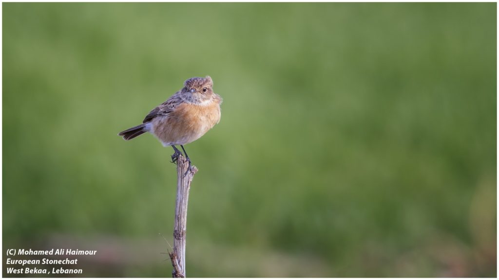 Lebanese Birds Captured In Ways You’ve Never Seen Before | Society for ...