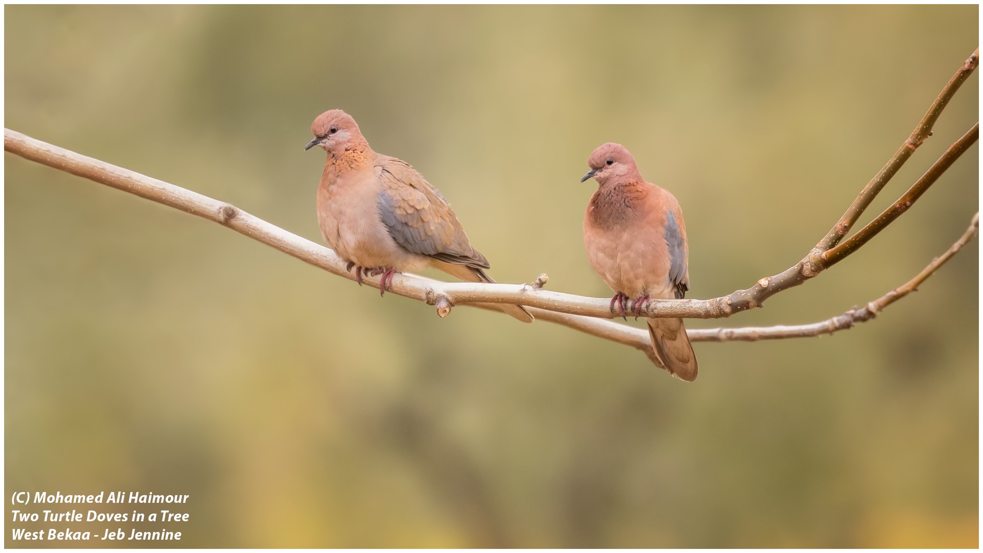 Lebanese Birds Captured In Ways You’ve Never Seen Before | Society for ...