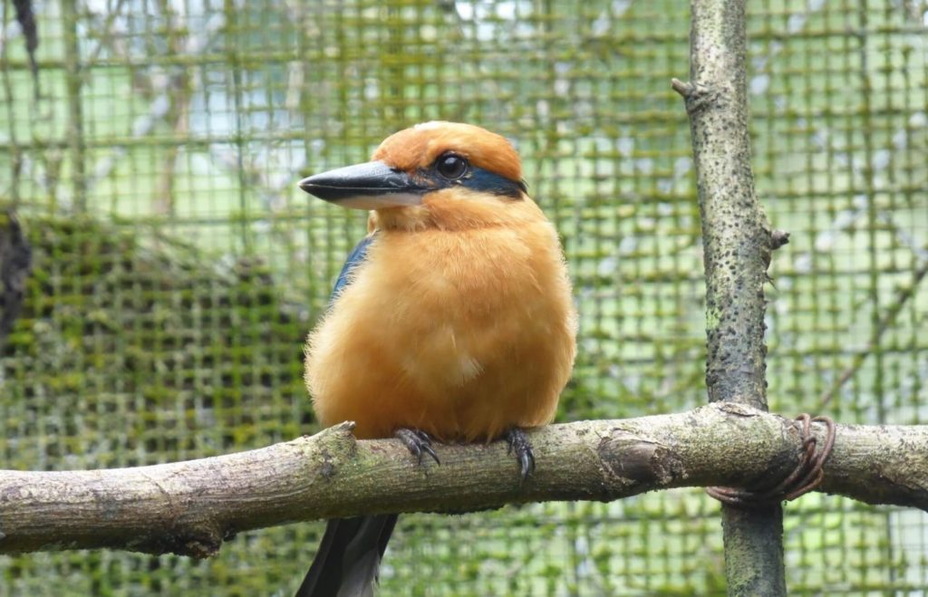 Extinct in the Wild: can these 5 bird species come back from captivity ...