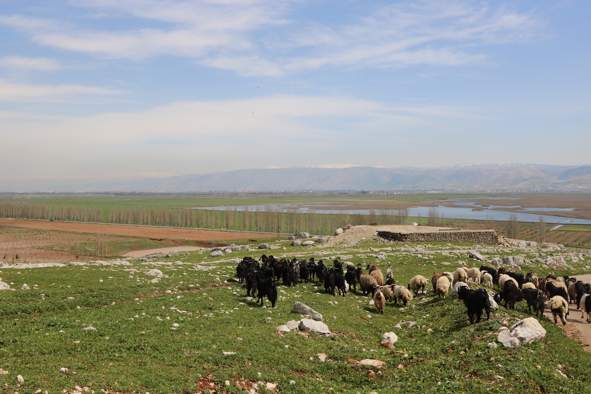 All you need to know about the Hima system | Society for the Protection ...