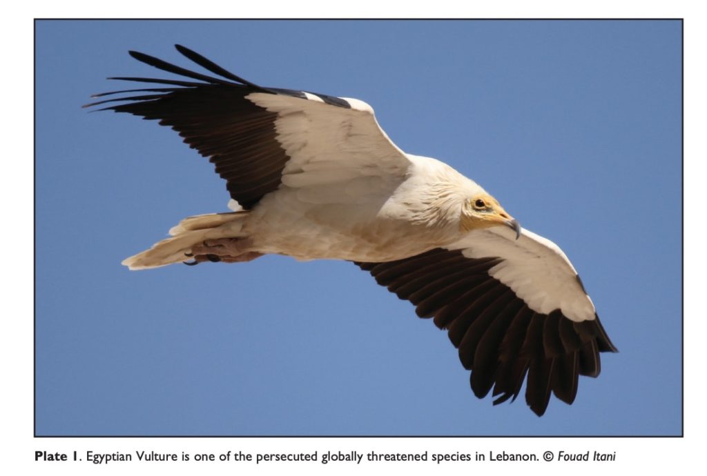 Updated checklist of the birds of Lebanon, with notes on four new ...