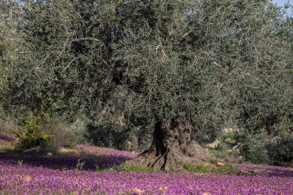 Growing hope for plant conservation in Palestine | Society for the ...