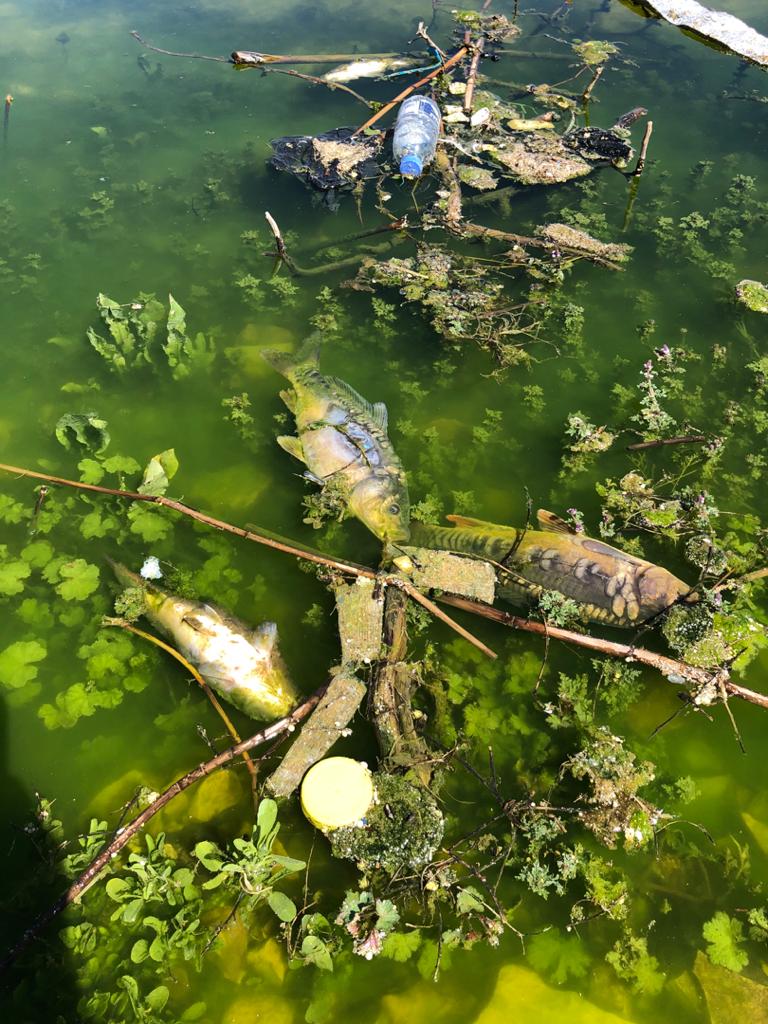 A Probable Disease Epidemic in Mirror Carp Fish of Litani River ...