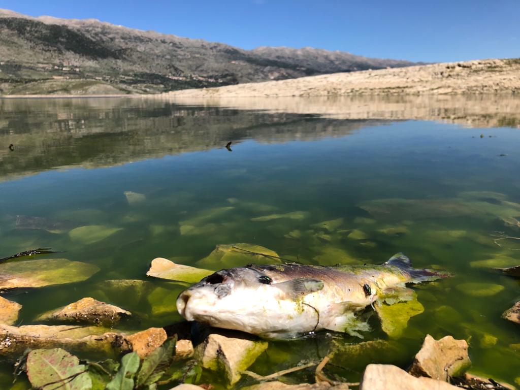 A Probable Disease Epidemic in Mirror Carp Fish of Litani River ...