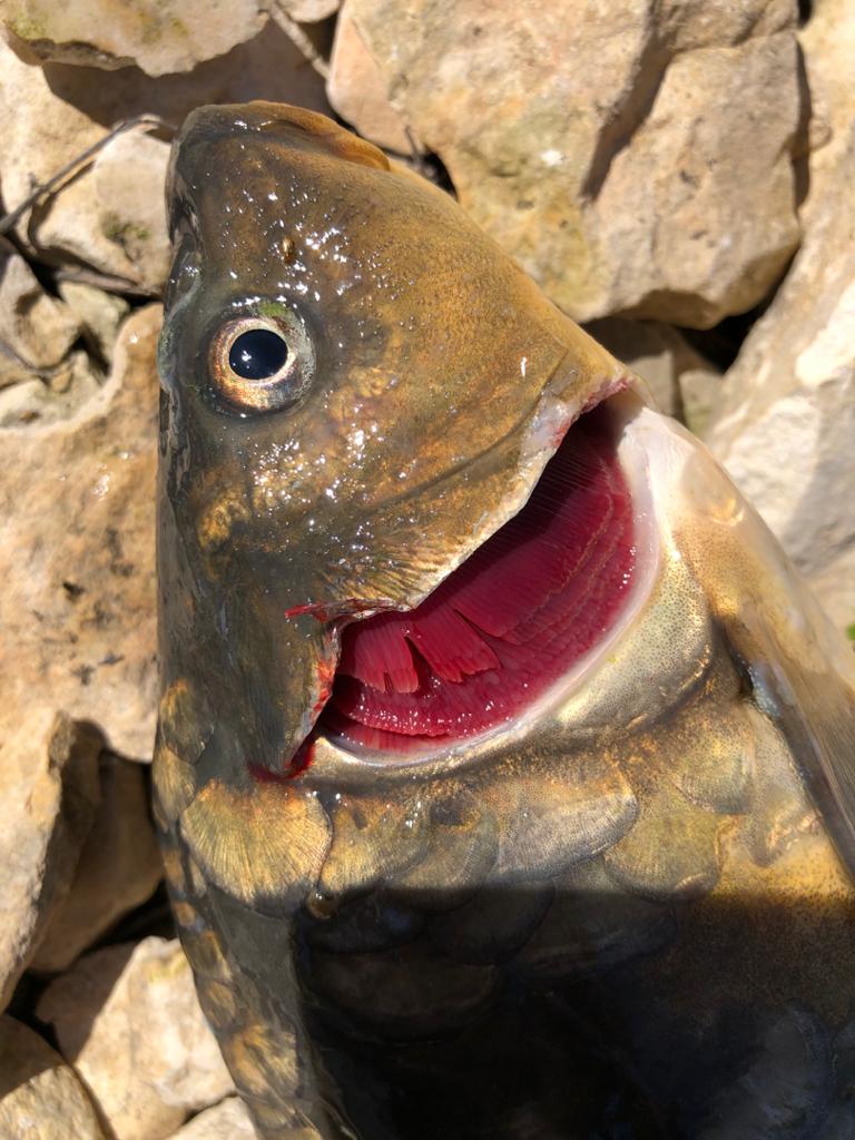 A Probable Disease Epidemic in Mirror Carp Fish of Litani River ...