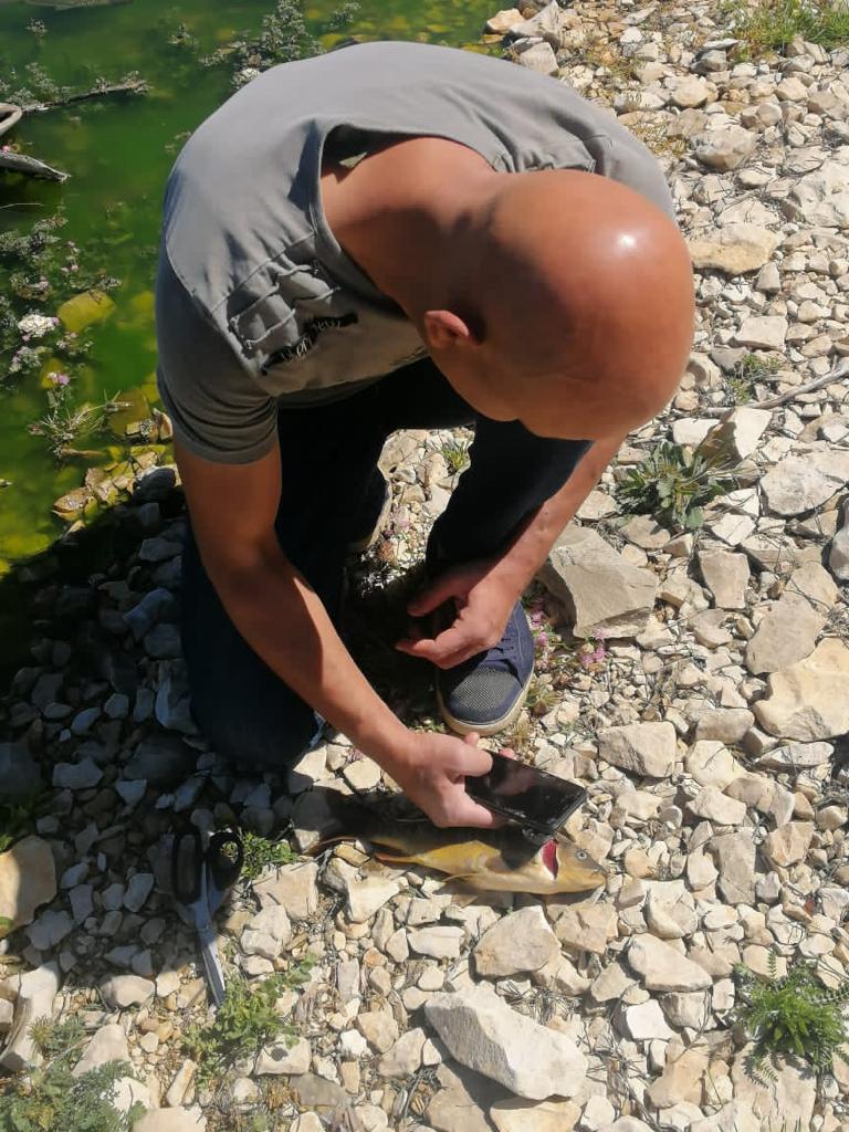 A Probable Disease Epidemic in Mirror Carp Fish of Litani River ...