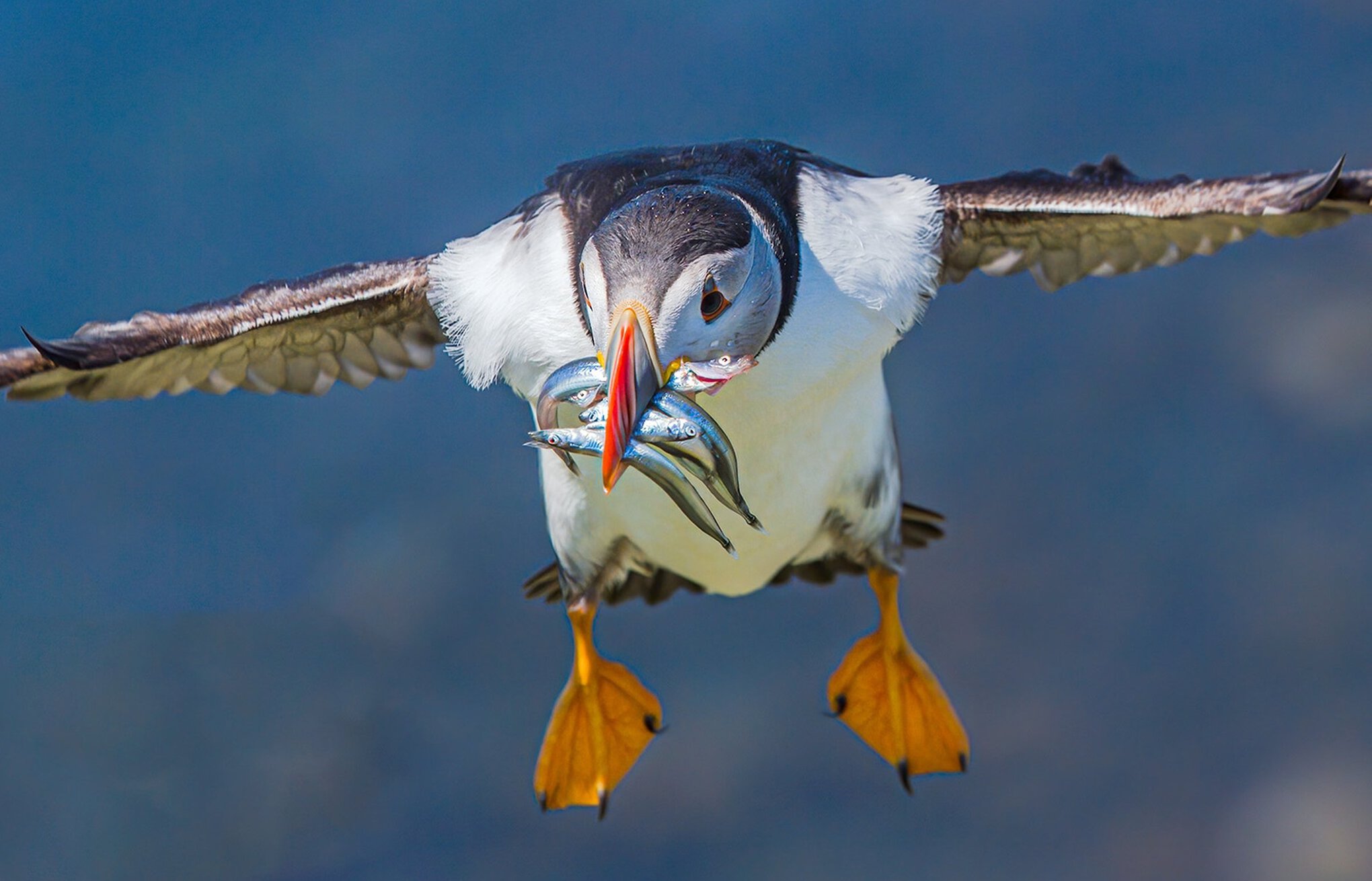 600,000 photos of flying birds and the incredible math behind it all ...