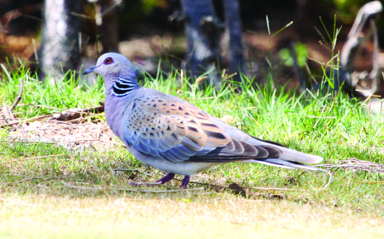 Updated Checklist of the Birds of Lebanon | Society for the Protection ...