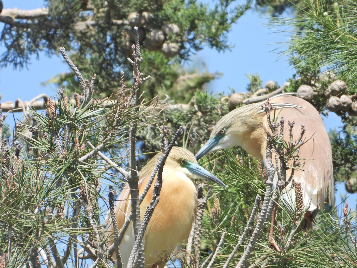 Updated Checklist of the Birds of Lebanon | Society for the Protection ...