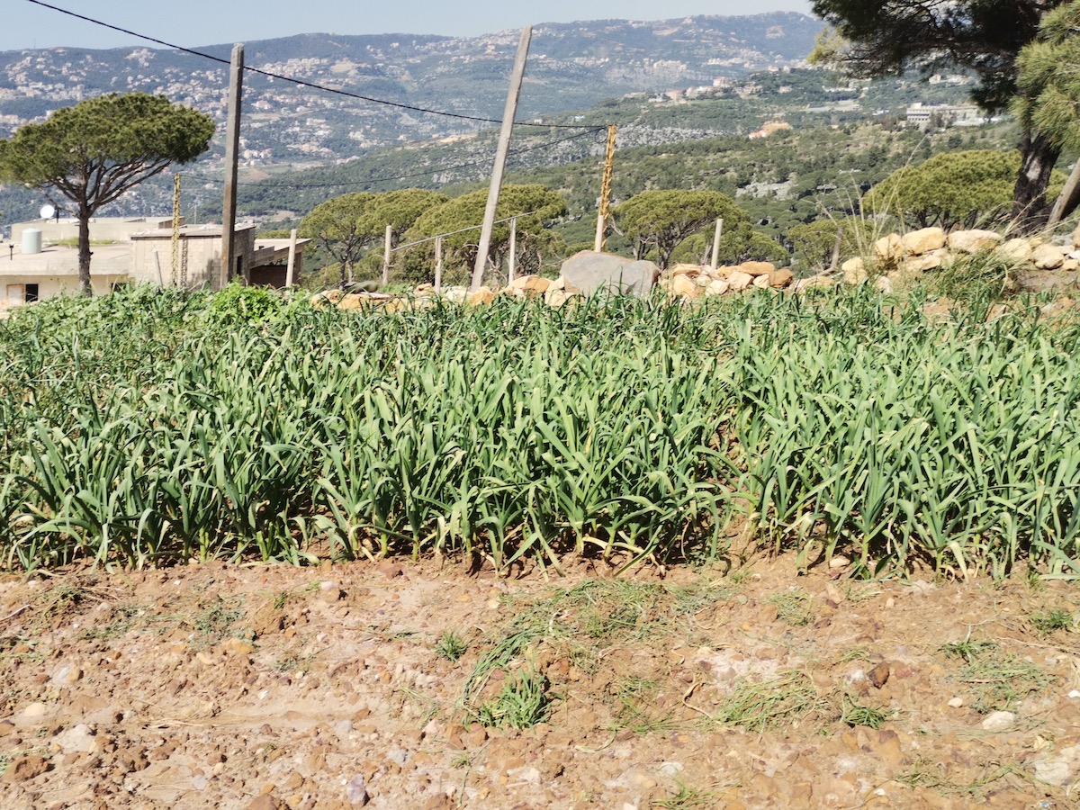 Farming together for a sustainable agriculture | Society for the ...