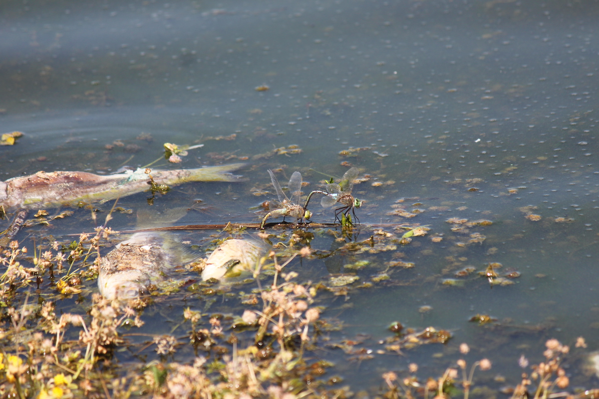 SPNL Launches Fish and Wildlife Unit in response to the fish kill in ...