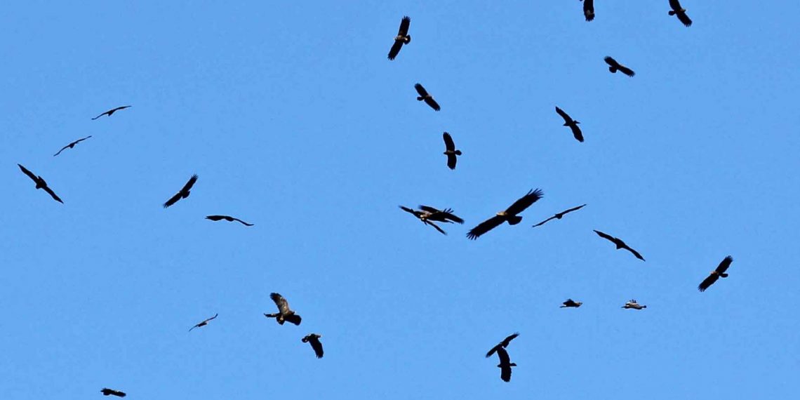 Birdlife International designates Rashaya and the Lebanese side of ...