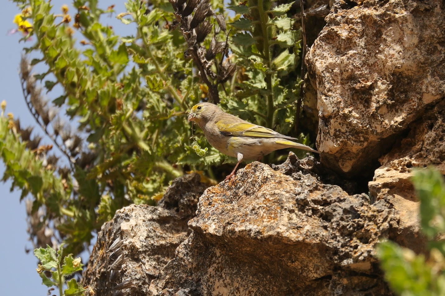 Breeding Survey of the Syrian Serin in Lebanon | Society for the ...