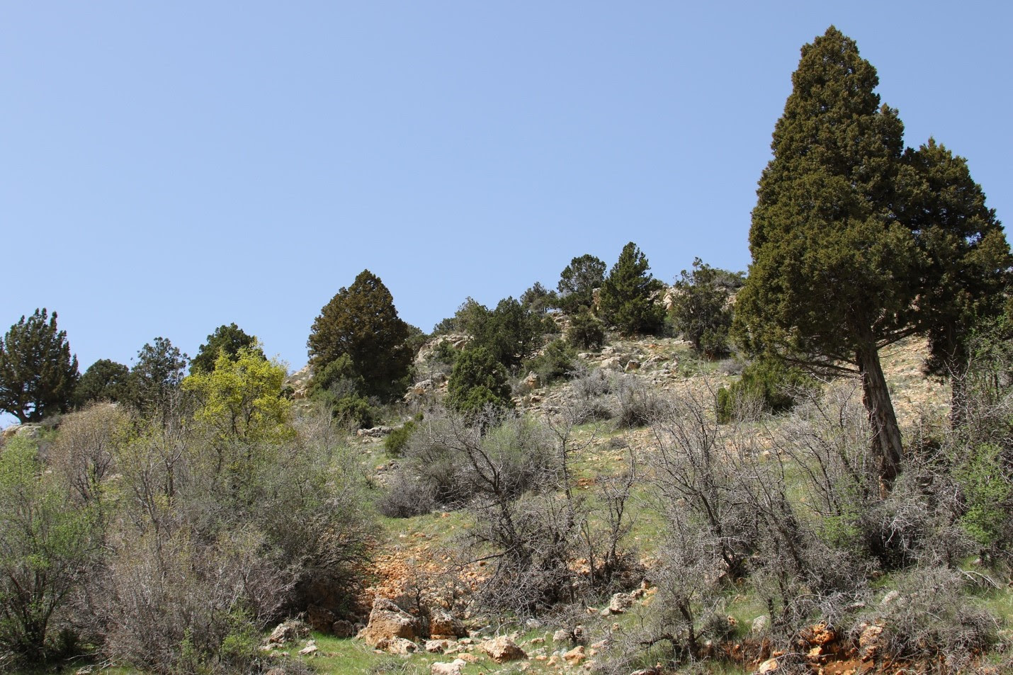 Breeding Survey of the Syrian Serin in Lebanon | Society for the ...