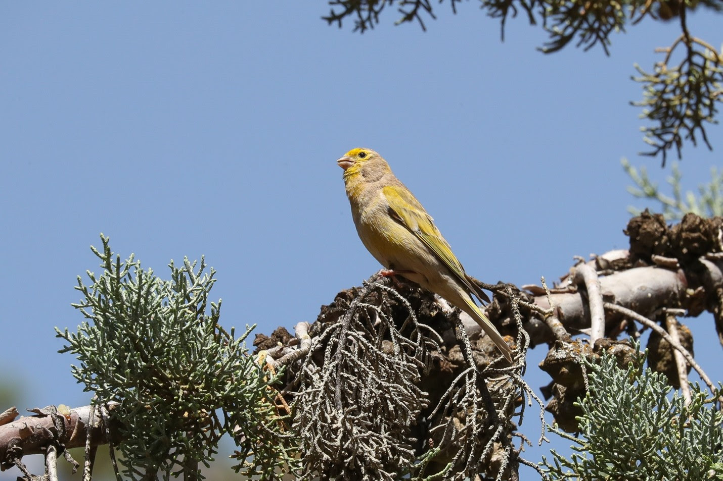 Breeding Survey of the Syrian Serin in Lebanon | Society for the ...