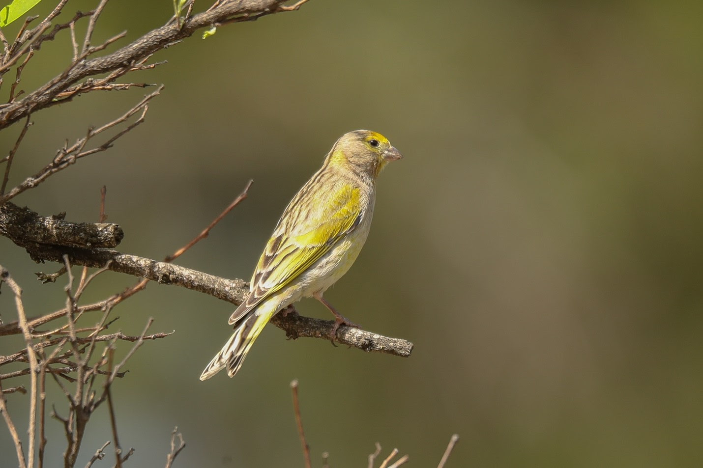 Breeding Survey of the Syrian Serin in Lebanon | Society for the ...