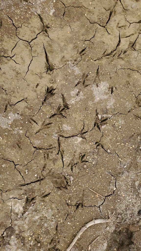 SPNL’s Fish and Wildlife Unit is on track to help conserve the Qaraoun ...