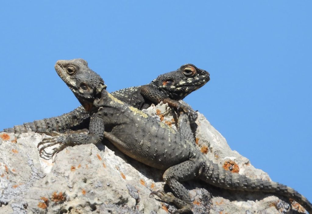 “Bioconnect” monitoring for Plants, Birds, Mammals and Herpetofauna in ...