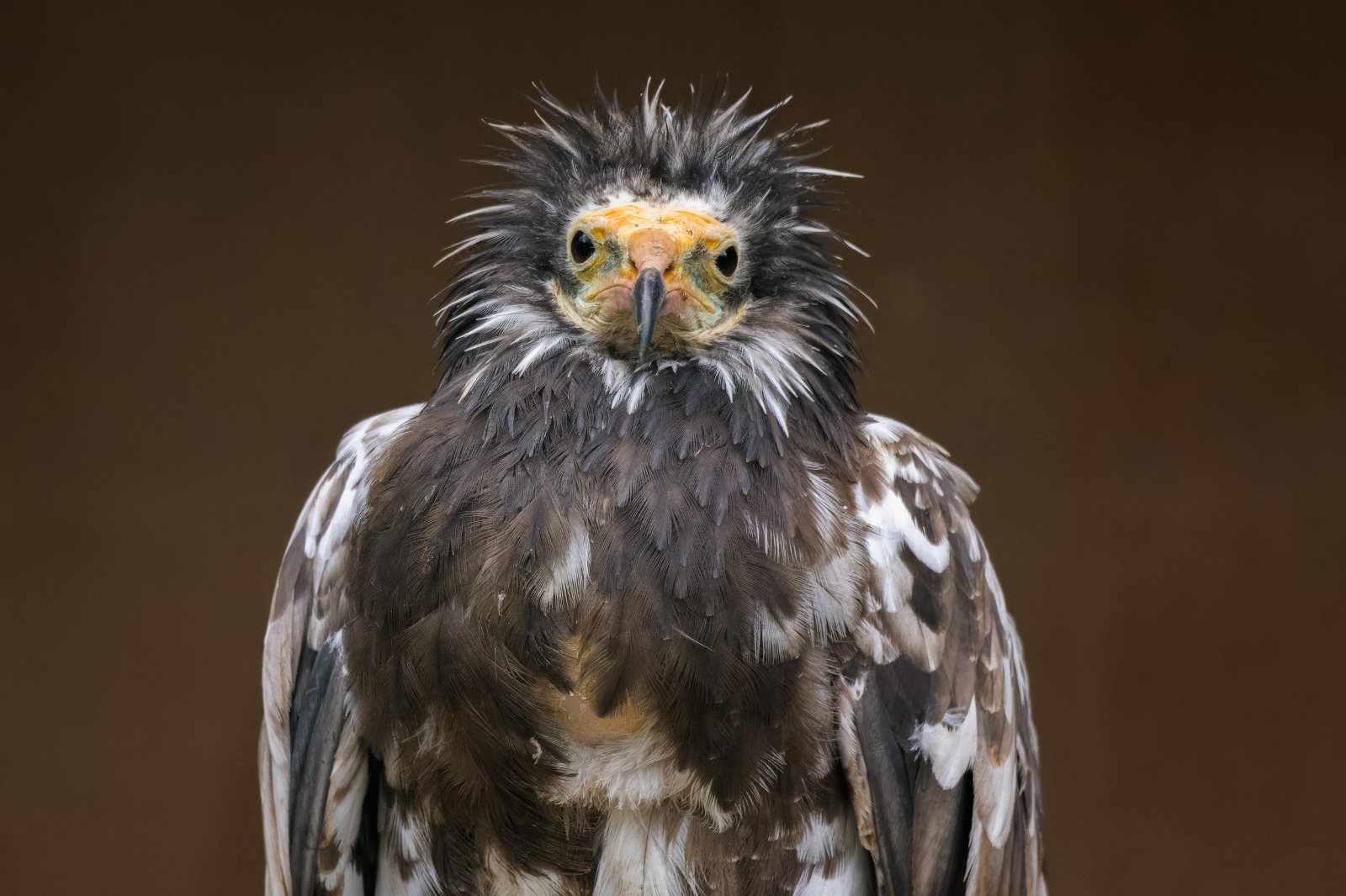 Revival of Hima Creates A Homeland | Society for the Protection of ...