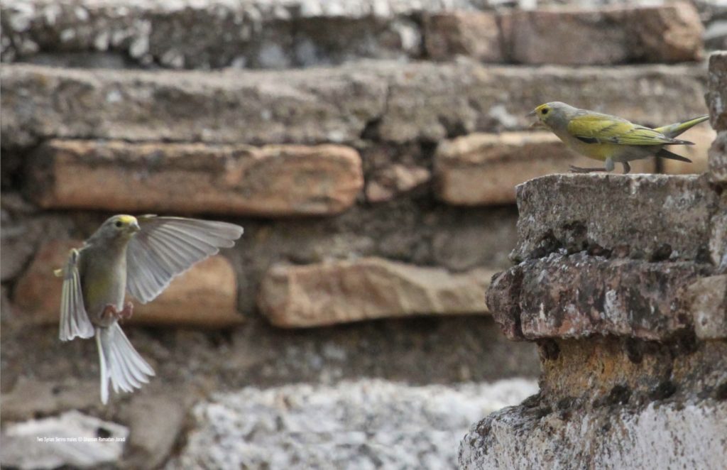 SPNL’S 10 Year Strategy | Society for the Protection of Nature in Lebanon