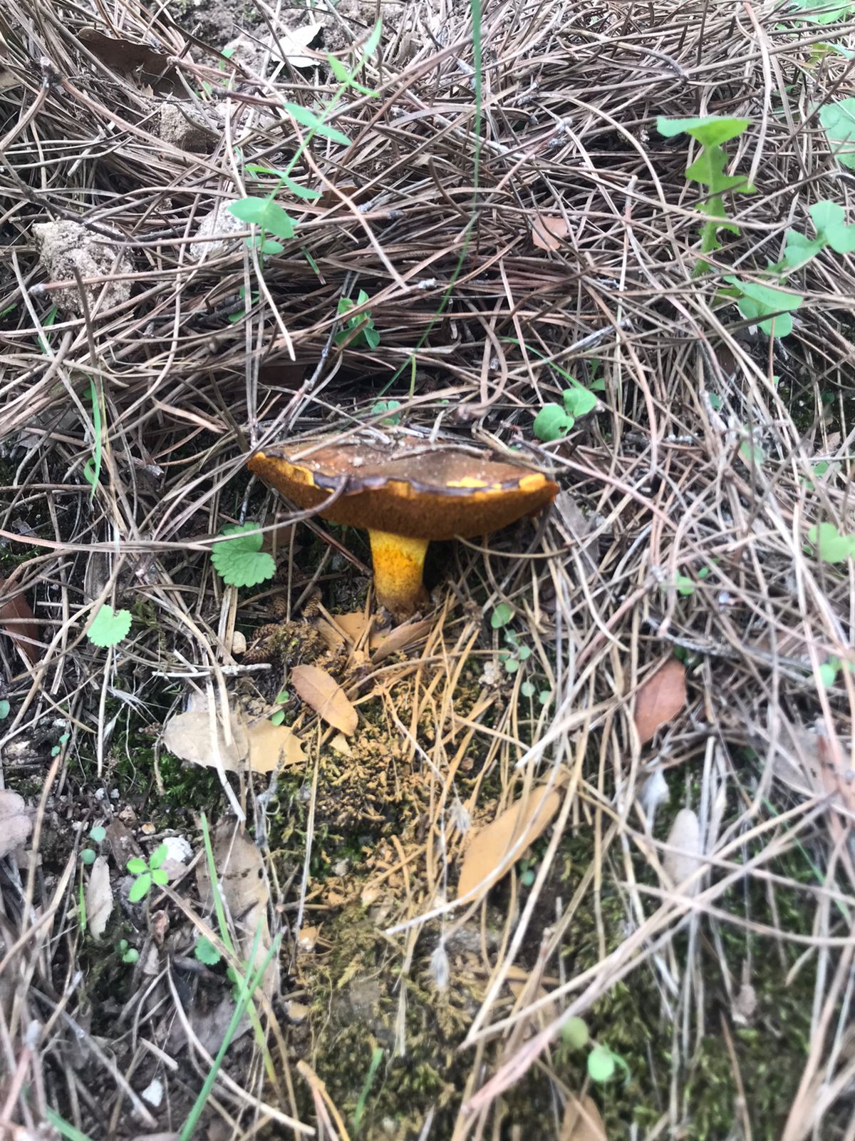 Mushrooming Kayfoun Qur’anic Garden: Wild Mushrooms Identification and ...