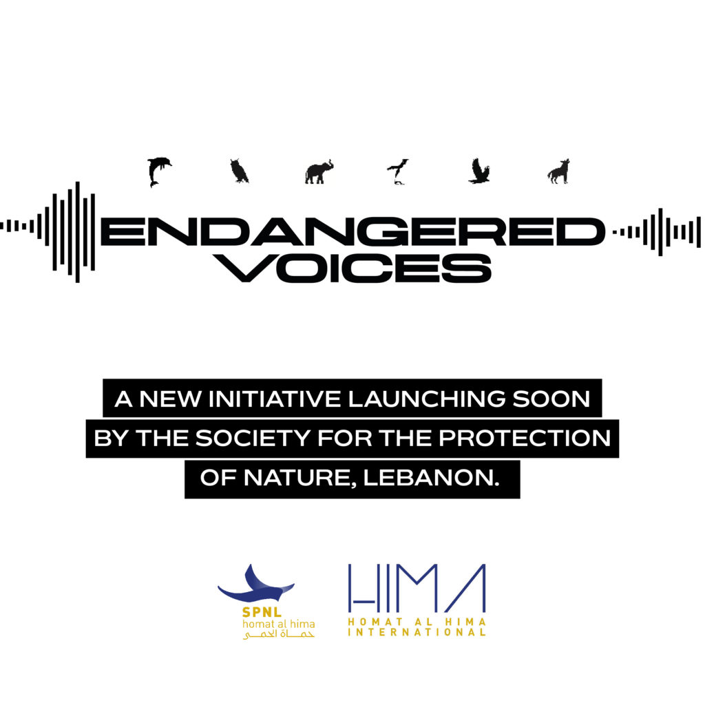 Endangered Species: Lebanon viper (Montivipera bornmuelleri) | Society ...