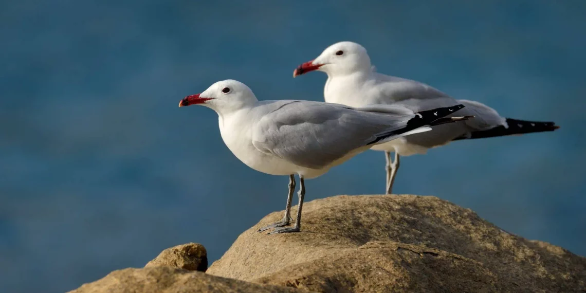 Join the conversation on the ecology and conservation of marine and ...