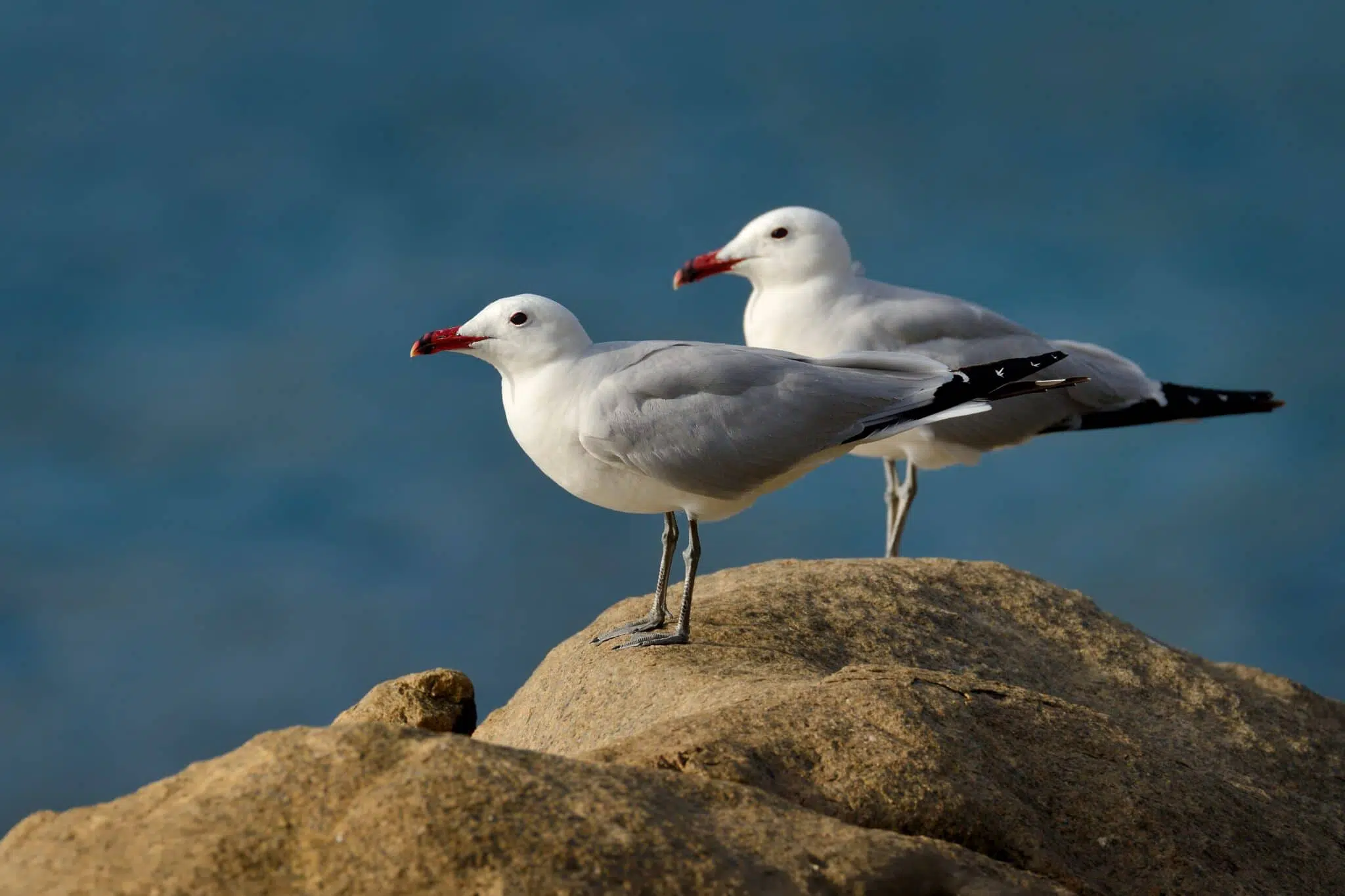 Join the conversation on the ecology and conservation of marine and ...