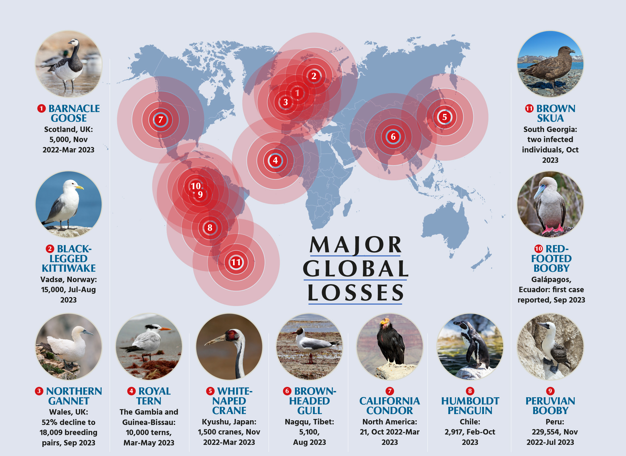 These are the birds around the world impacted by avian flu | Society ...