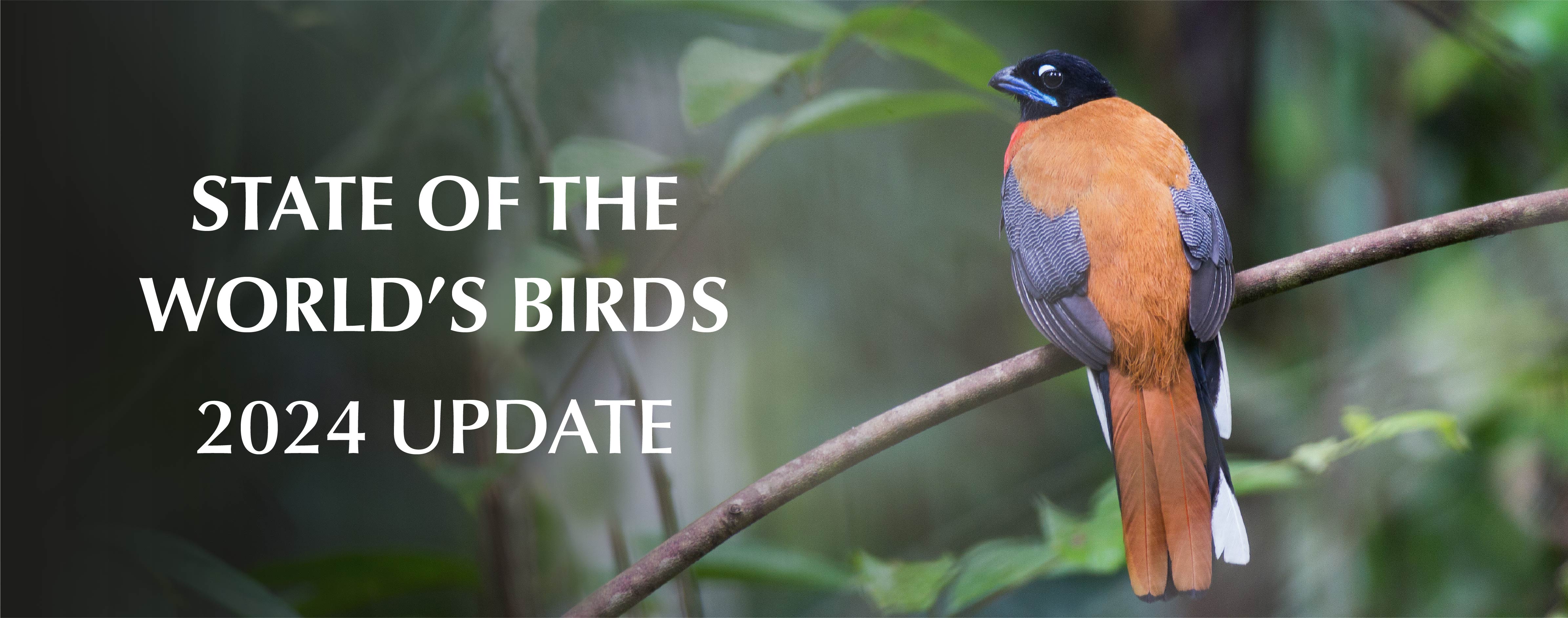 Endangered Birds List 2024