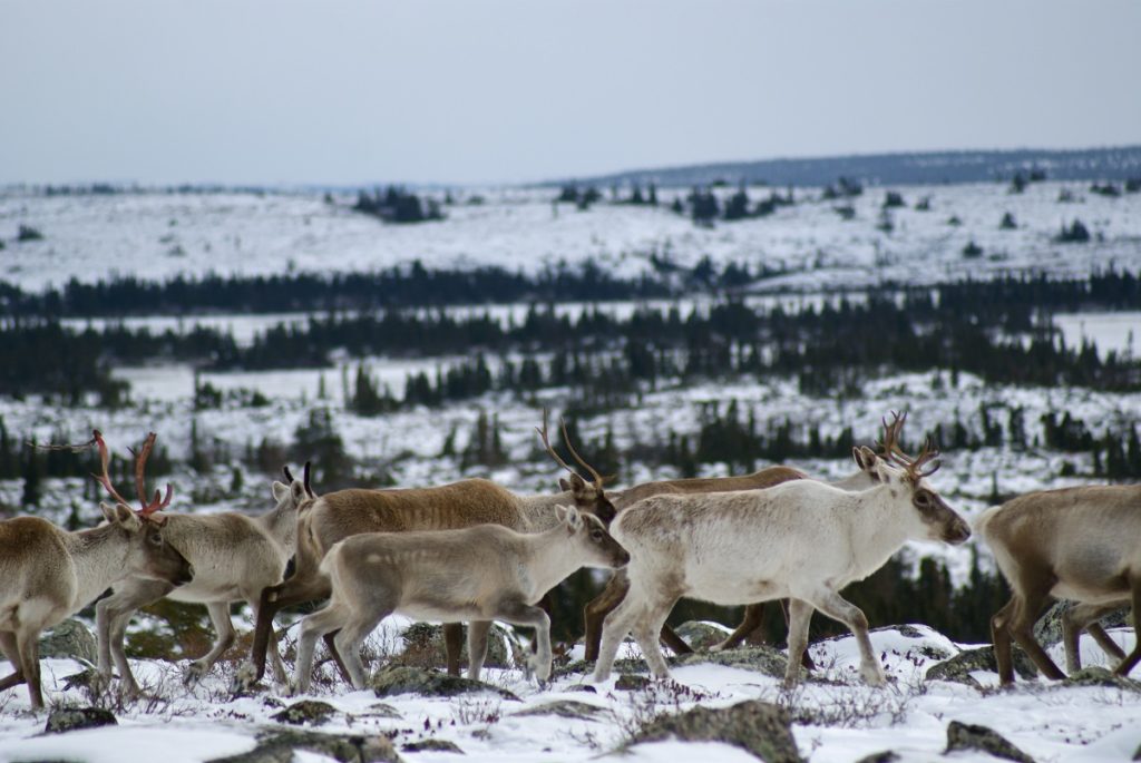 Global Initiative on Ungulate Migrations launches first living atlas of ...