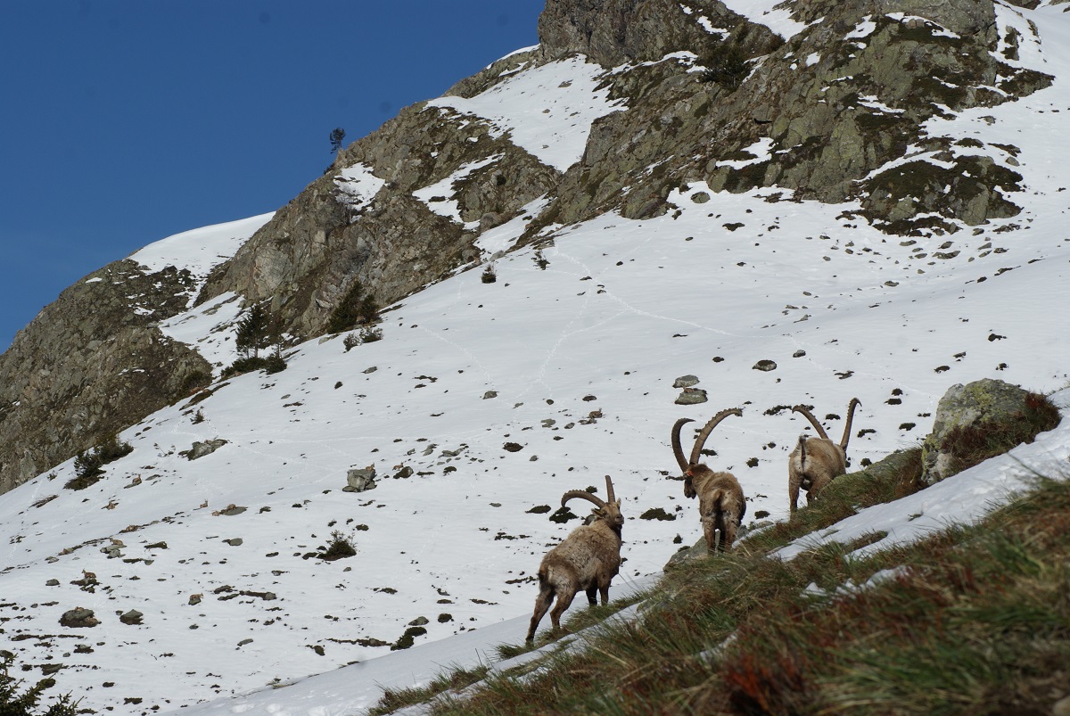 Global Initiative on Ungulate Migrations launches first living atlas of ...