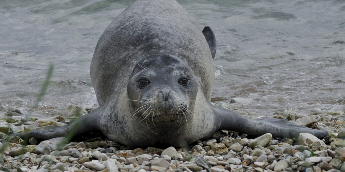 You Are Invited to Engage in The Social Perception Survey to save The Mediterranean monk seal ...