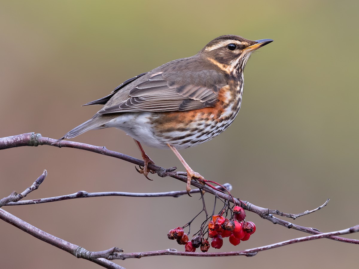 Call for Input: Birdlife Red List Team Seeks Feedback on Proposed ...