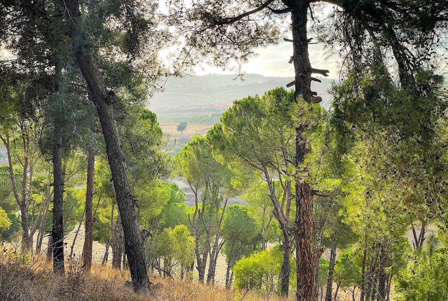 Reviving Lebanon’s Hima: Restoration Efforts in War-Torn Ecosystems | Society for the Protection ...