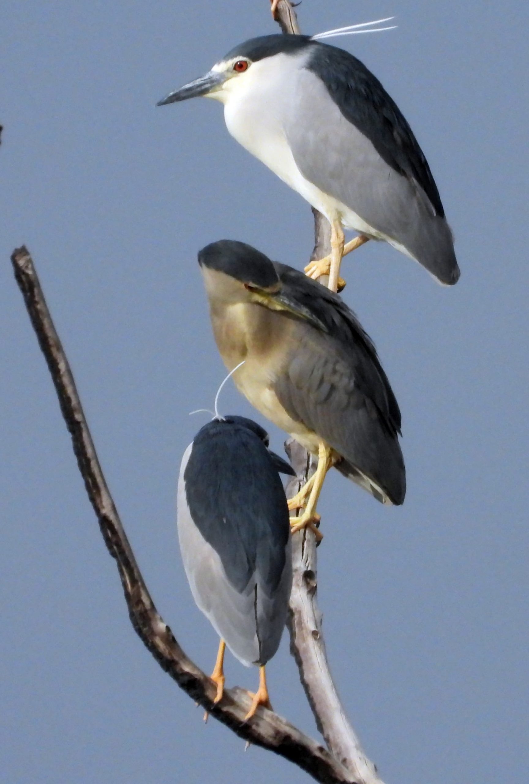 Rare Marbled Duck Documentation at Ammiq Wetland: A Landmark for ...