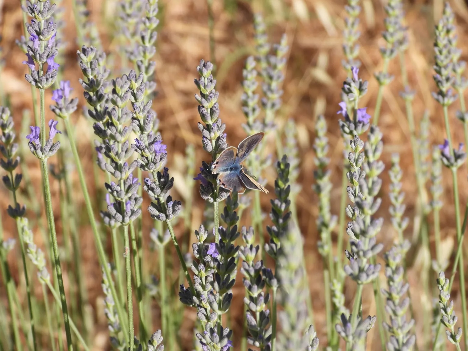 Butterflies of June 2021: Attracted by the Wild Lavender Flowers of ...