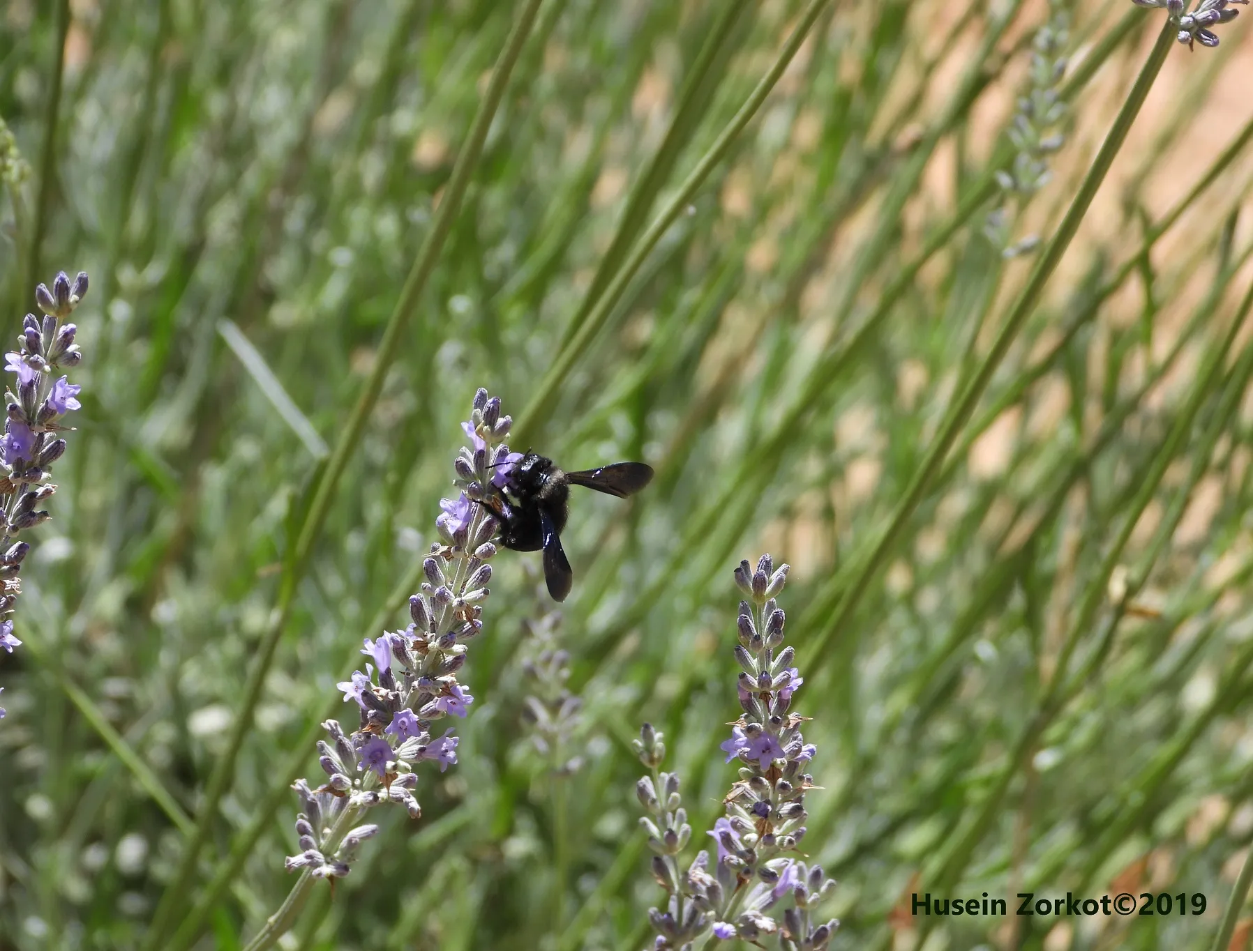 Lavender Season in Full Bloom: A Fragrant Spectacle Unfolds | Society ...