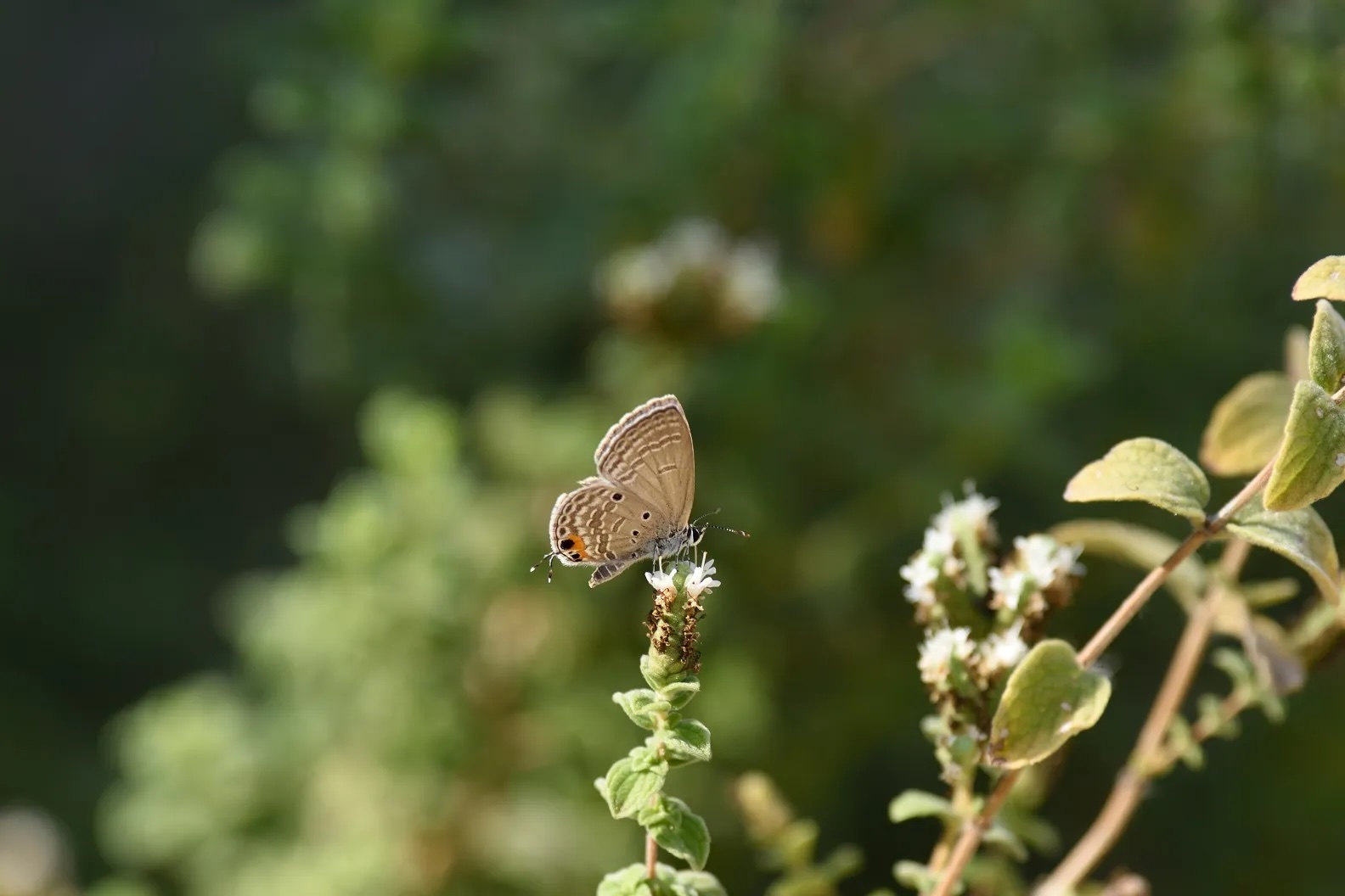 Invasive Alert: Plains Cupid Butterfly (Luthrodes pandava) Spreads to New Territory | Society ...