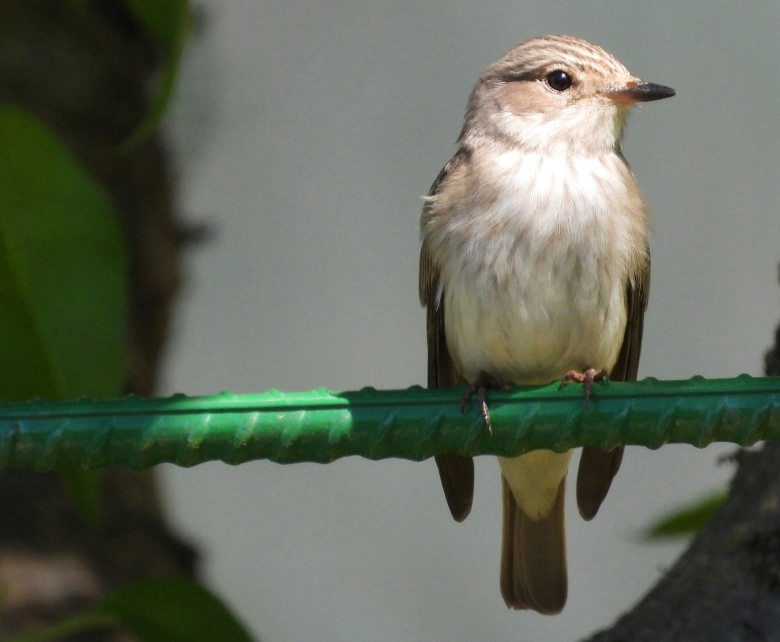 Birds in the Lebanese Hima: A Sanctuary for Avian Diversity | Society ...