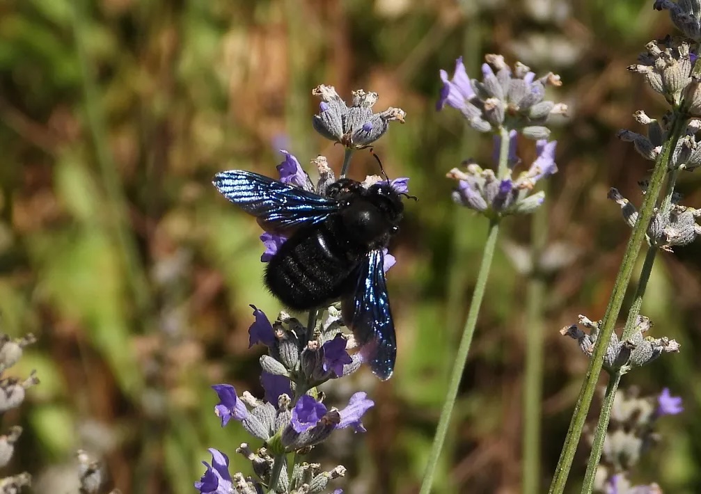 Lavender and Carpenter Bees: A Natural Harmony of Healing and ...