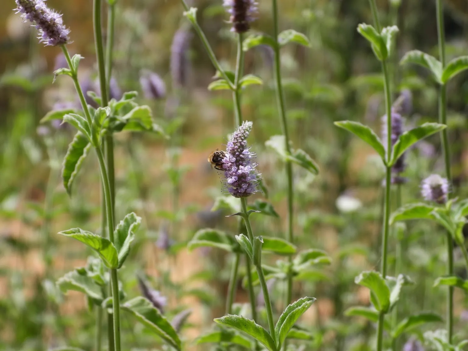 The Vital Role of Bees in Pollinating Wild Mint in Lebanese Nature ...