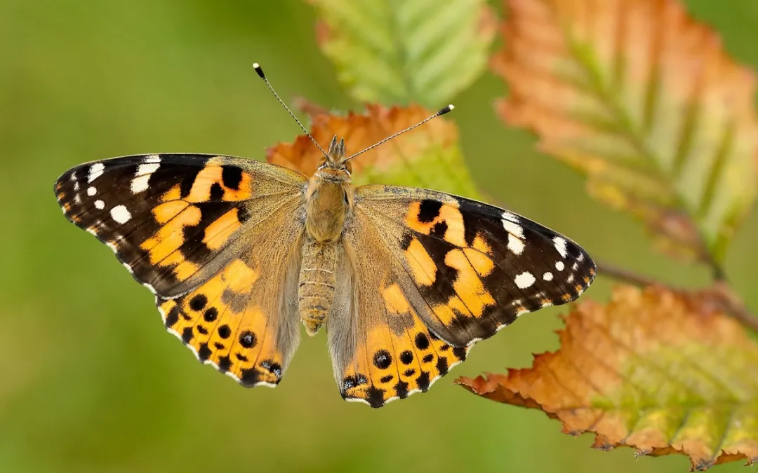 Spectacular Butterfly Migration Sweeps Through in Spring 2019 | Society ...